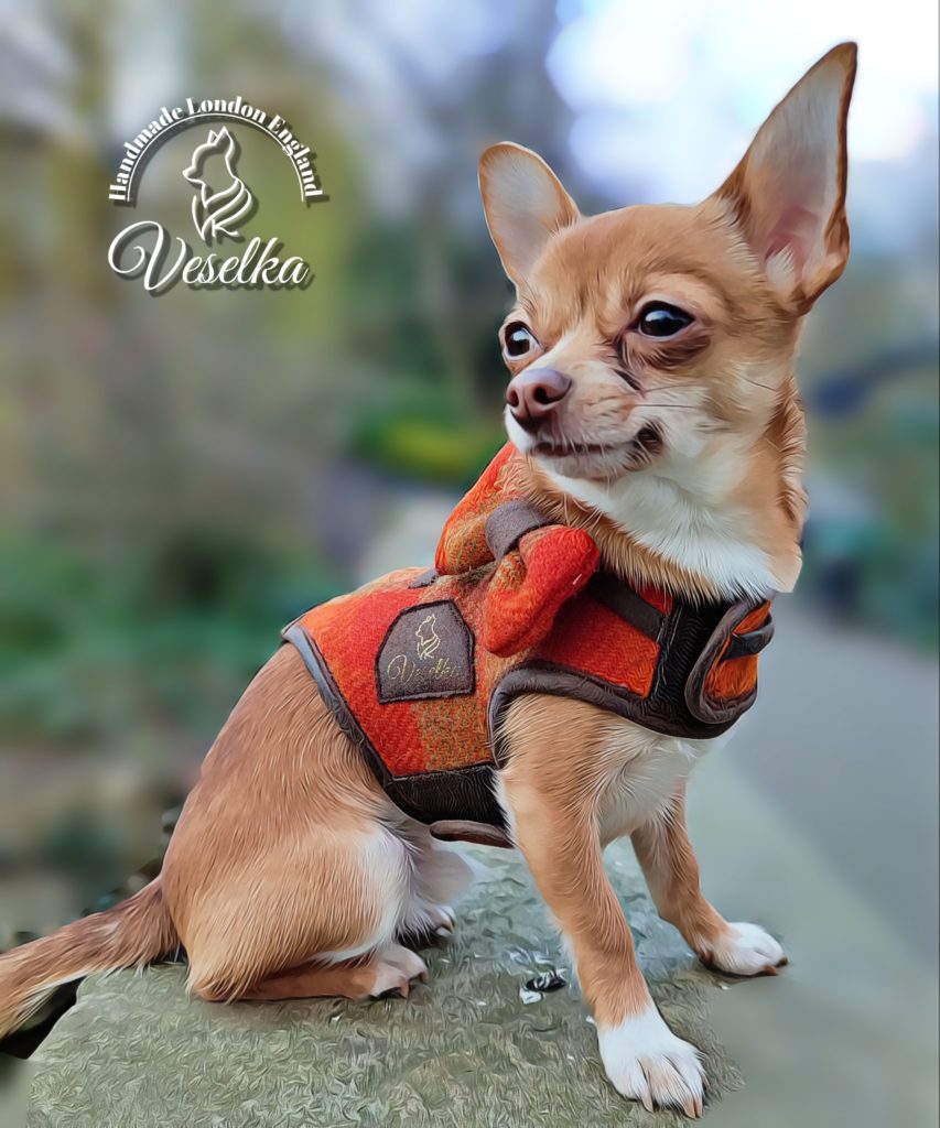 Veselka Harris Tweed Personalised Harness In Orange – Small Dog Harness ...