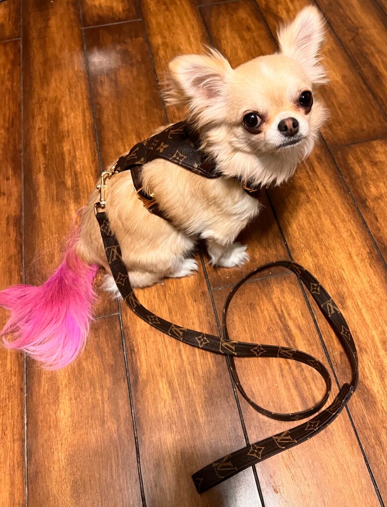 Classic Cream Leather Designer Dog Harness & Optional Leash and Collar ...